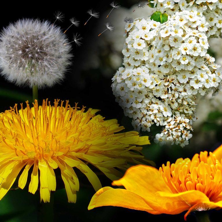 Heilpflanzen Wochenendseminar mit Dr. Fiorenza Mascione | Archeosofica